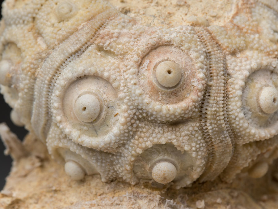 Korallen und Seeigel aus Nattheim