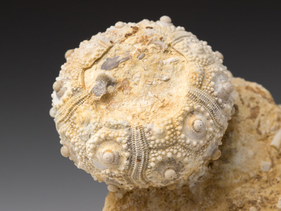 Korallen und Seeigel aus Nattheim