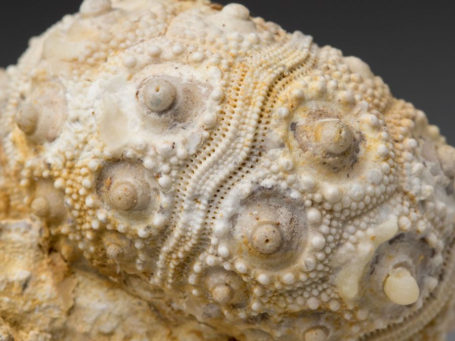 Korallen und Seeigel aus Nattheim