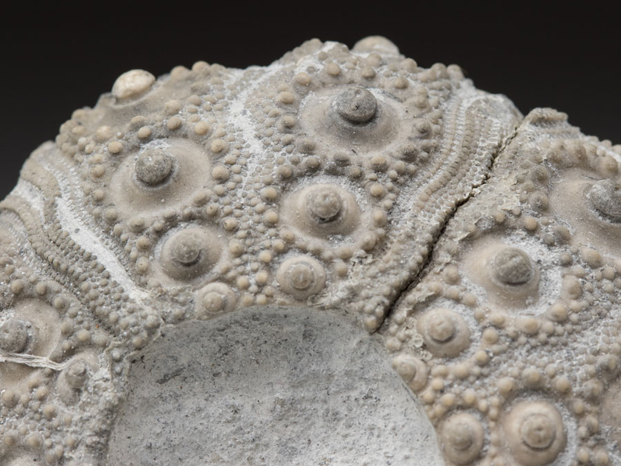 Korallen und Seeigel aus Nattheim