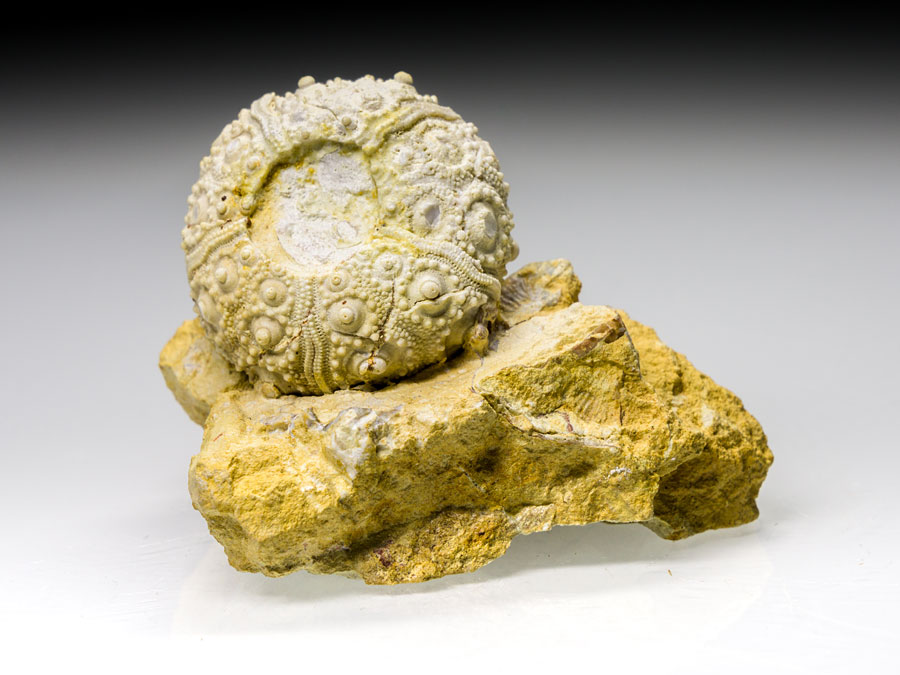 Seeigel aus Nattheim zum Kaufen