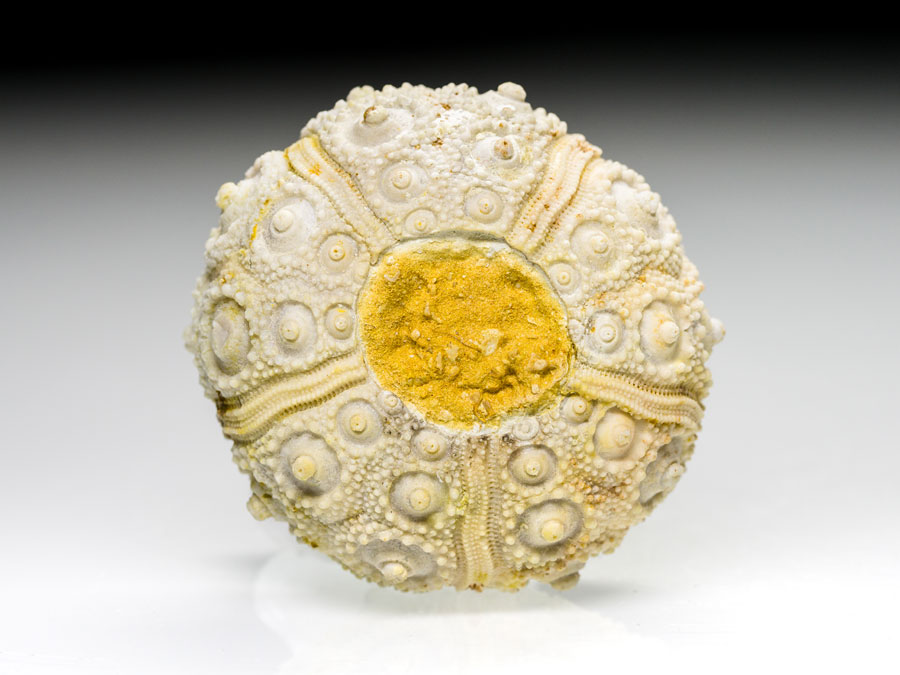 Seeigel aus Nattheim zum Kaufen