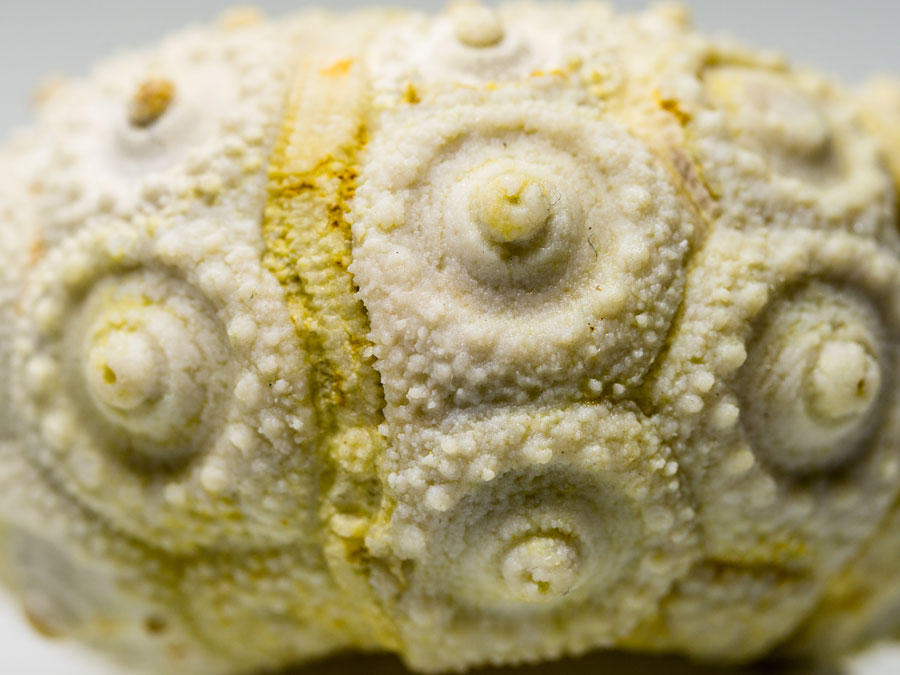 Seeigel aus Nattheim zum Kaufen