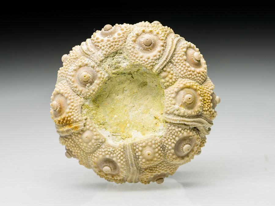 Seeigel aus Nattheim zum Kaufen