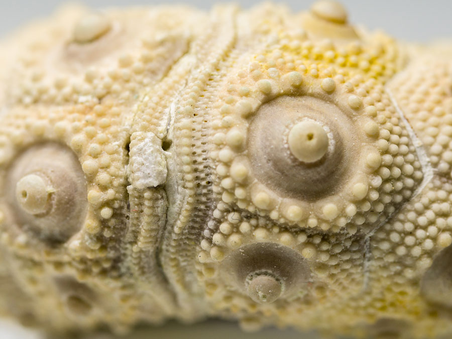 Seeigel aus Nattheim zum Kaufen