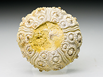 Seeigel aus Frankreich