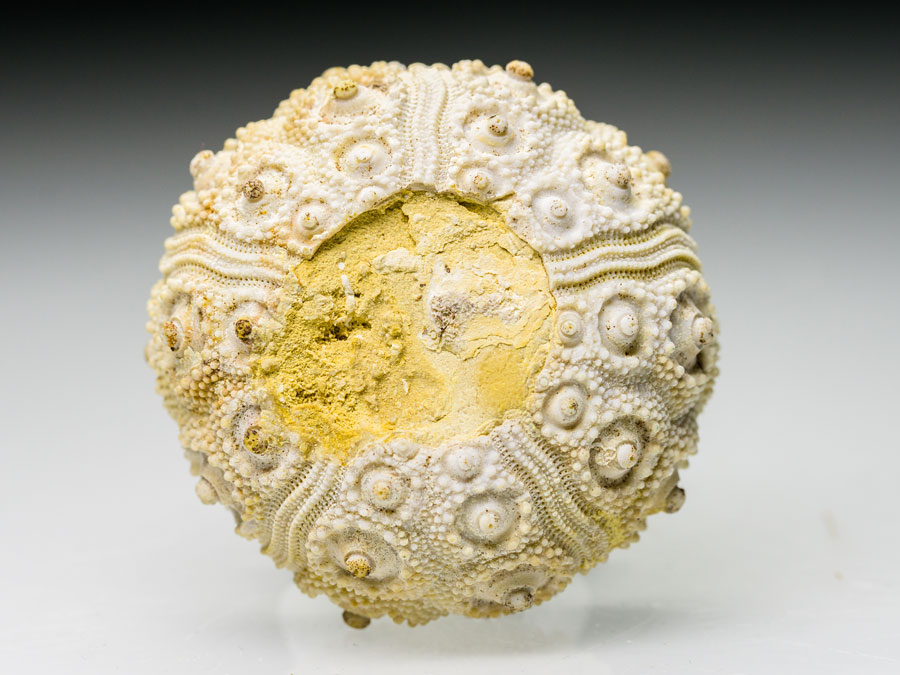 Seeigel aus Nattheim zum Kaufen