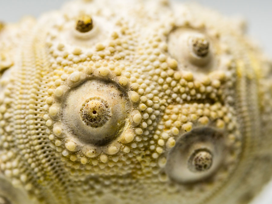 Seeigel aus Nattheim zum Kaufen