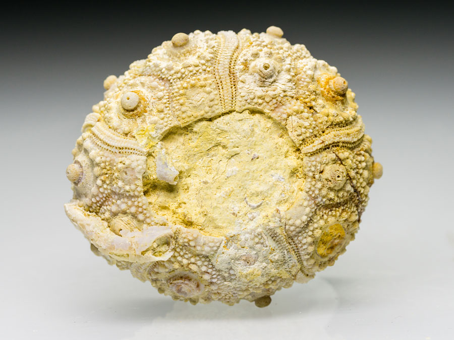 Seeigel aus Nattheim zum Kaufen