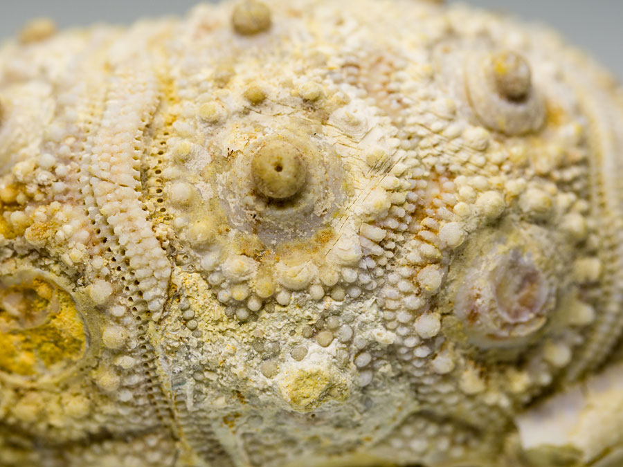 Seeigel aus Nattheim zum Kaufen