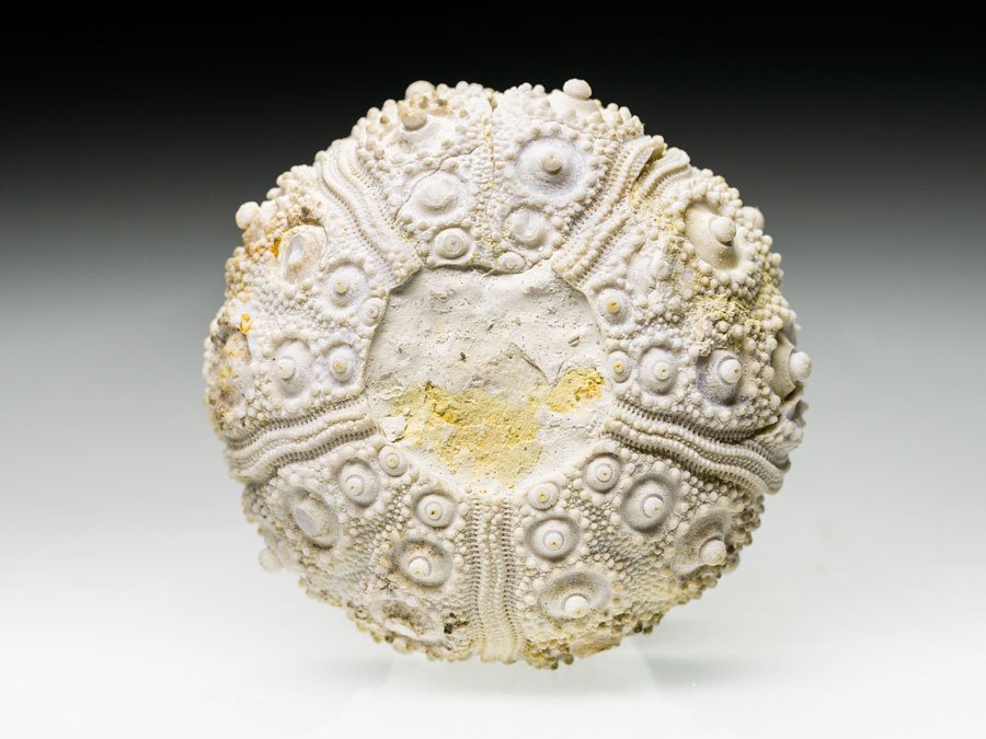 Seeigel aus Nattheim zum Kaufen