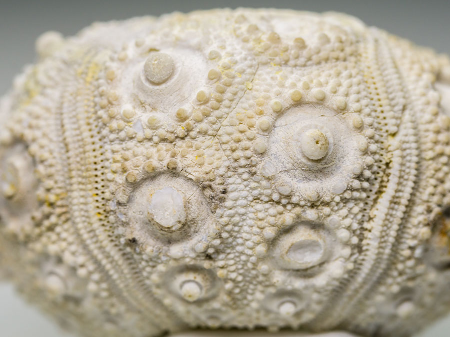 Seeigel aus Nattheim zum Kaufen