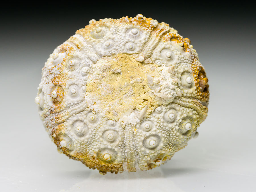 Seeigel aus Nattheim zum Kaufen