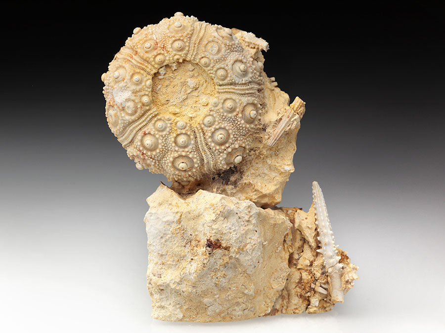 Seeigel aus Nattheim zum Kaufen