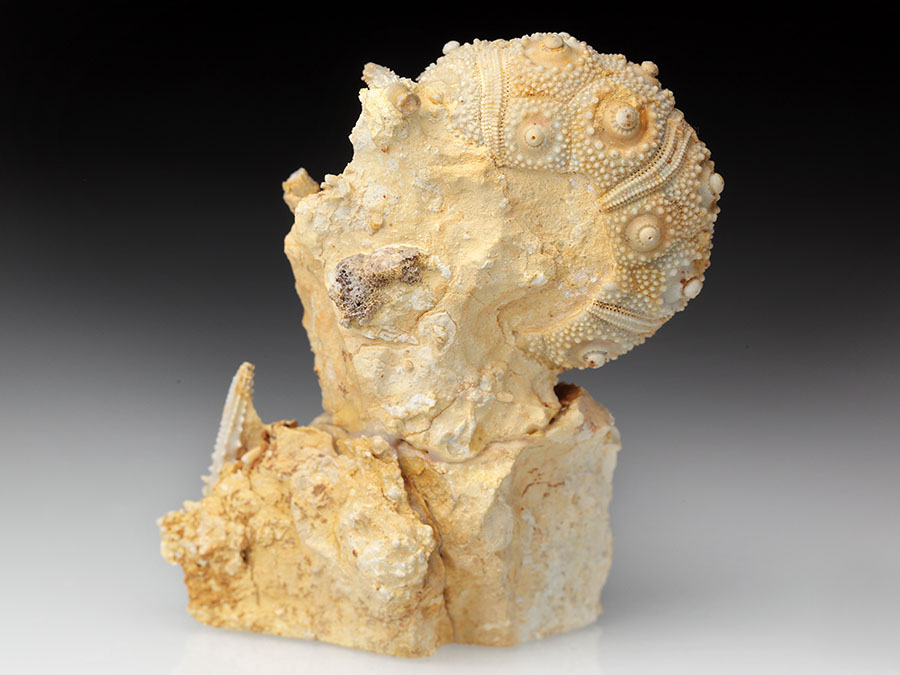 Seeigel aus Nattheim zum Kaufen