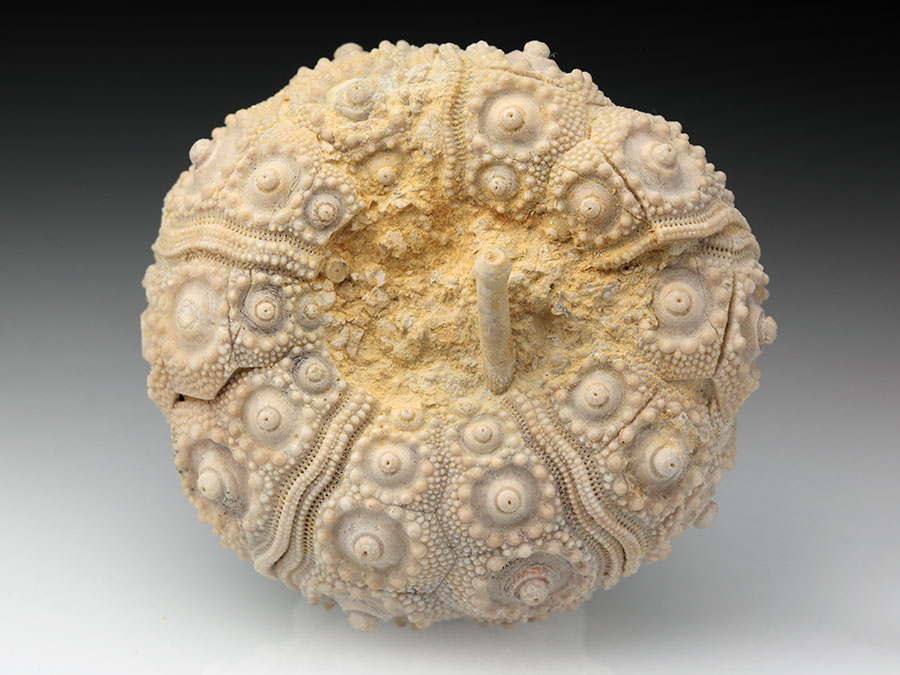 Seeigel aus Nattheim zum Kaufen