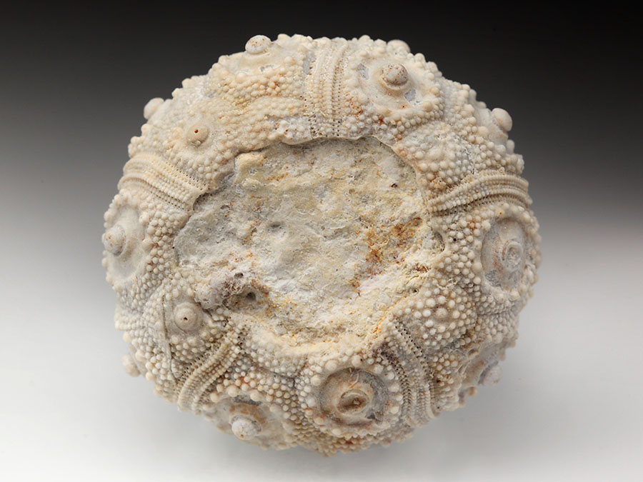 Seeigel aus Nattheim zum Kaufen