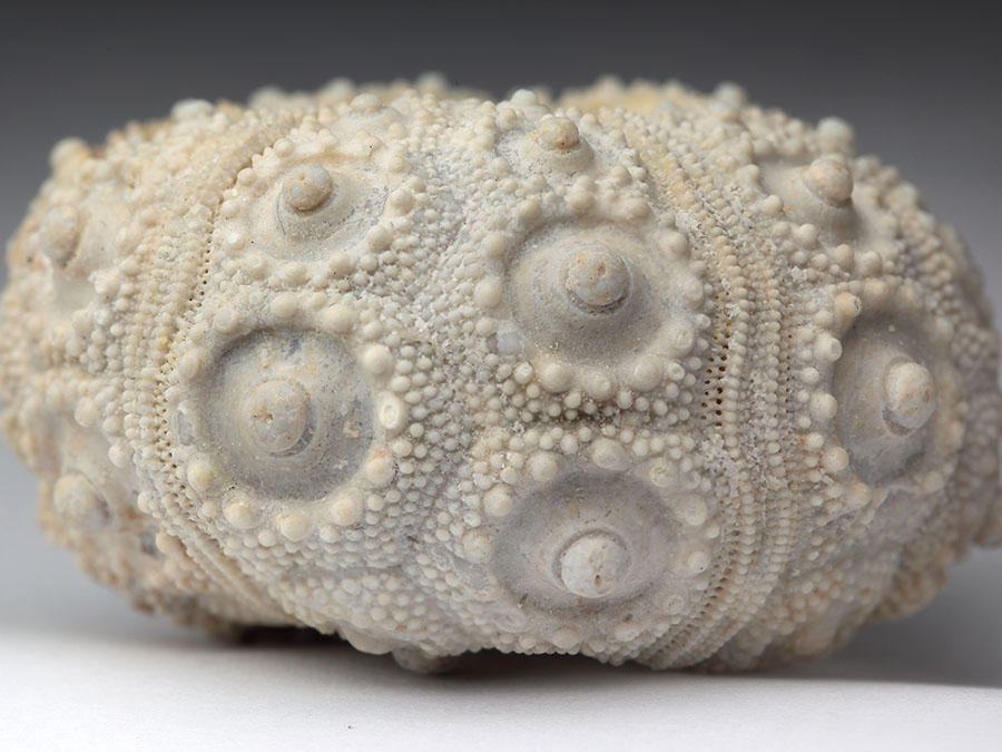 Seeigel aus Nattheim zum Kaufen