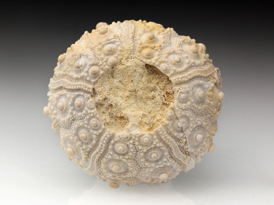 Seeigel aus Nattheim zum Kaufen