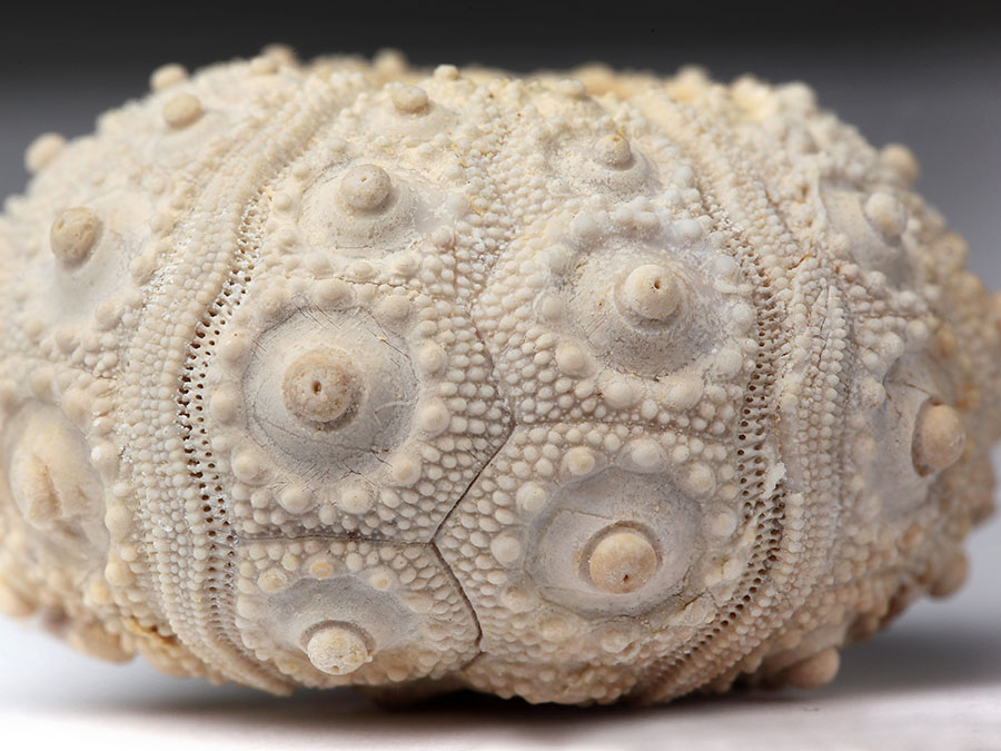 Seeigel aus Nattheim zum Kaufen