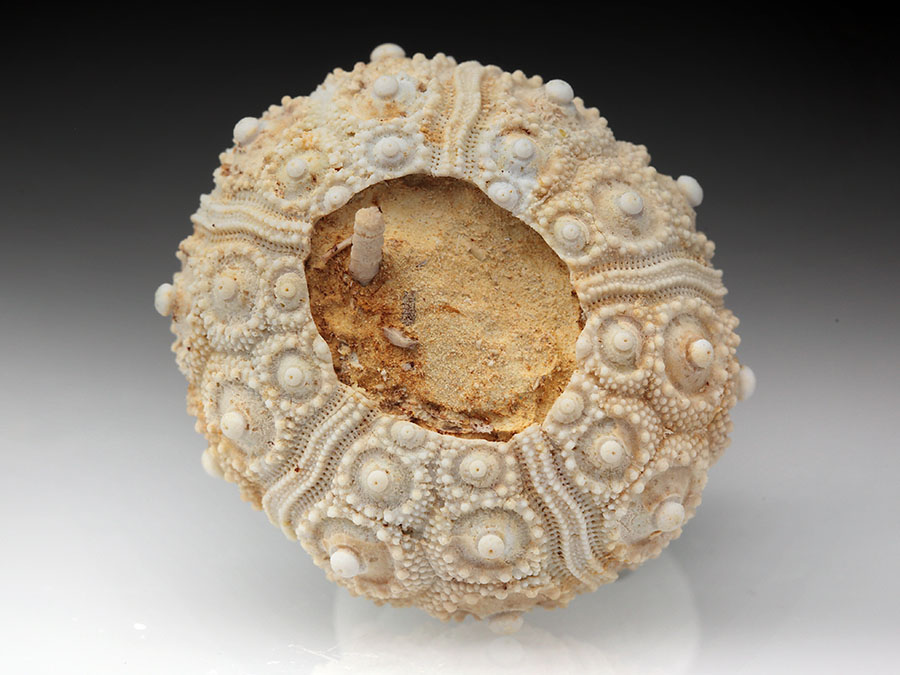 Seeigel aus Nattheim zum Kaufen