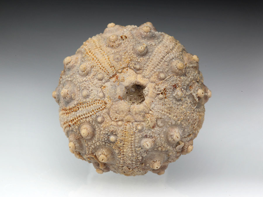 Seeigel aus Nattheim zum Kaufen