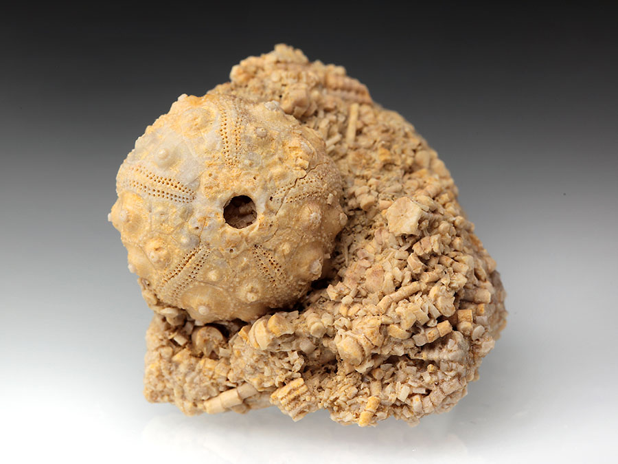 Seeigel aus Nattheim zum Kaufen