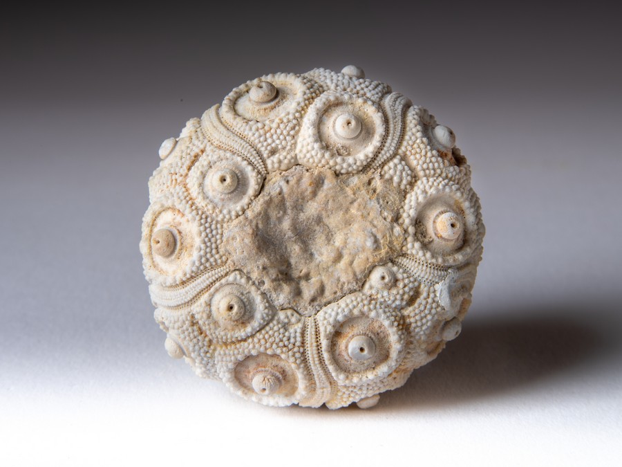 Seeigel aus Nattheim zum Kaufen