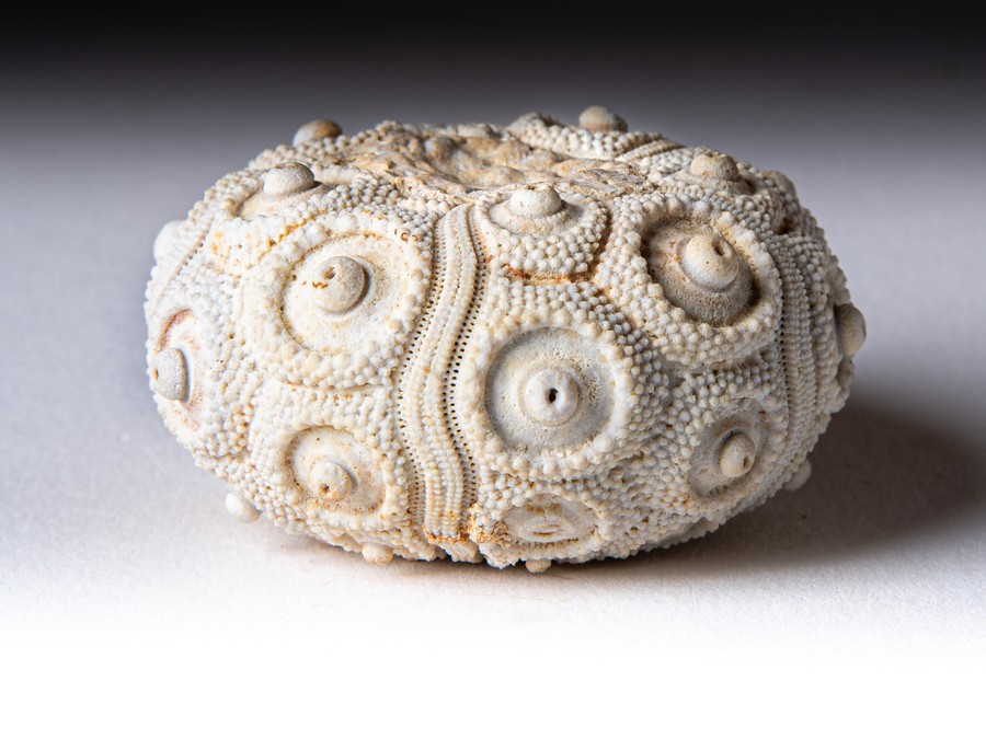 Seeigel aus Nattheim zum Kaufen