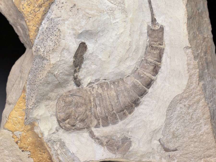 Eurypterus (Seeskorpion) aus Schottland