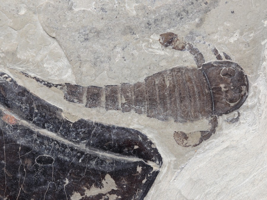 Eurypterus (Seeskorpion) aus Schottland
