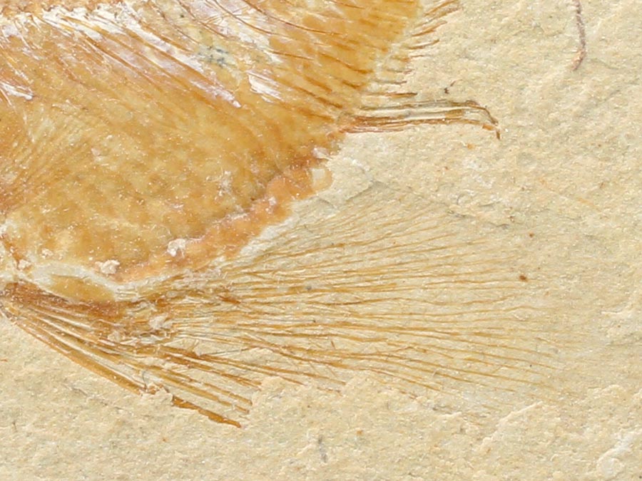 Knochenfisch Mit Bartfaden