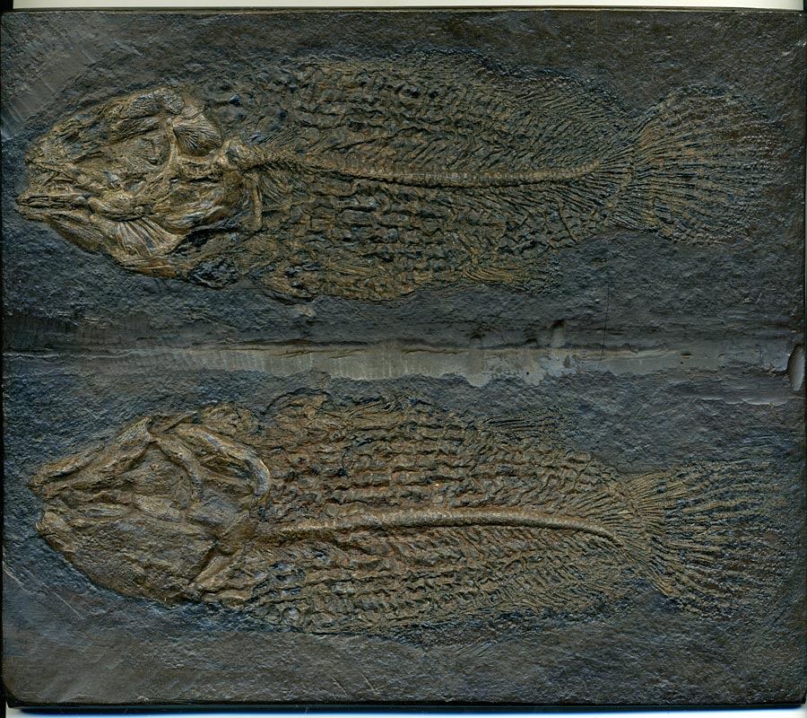 Fossilien aus der Grube Messel zum Kaufen