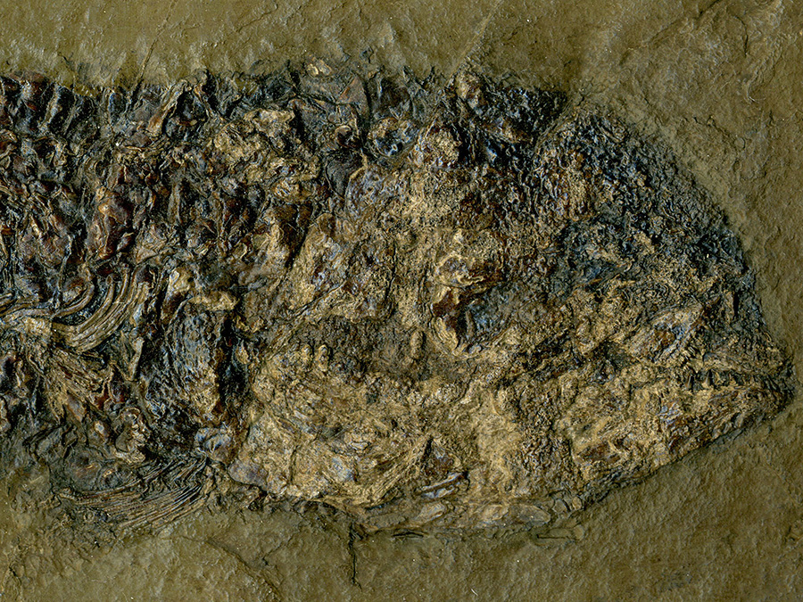 Fossilien aus der Grube Messel