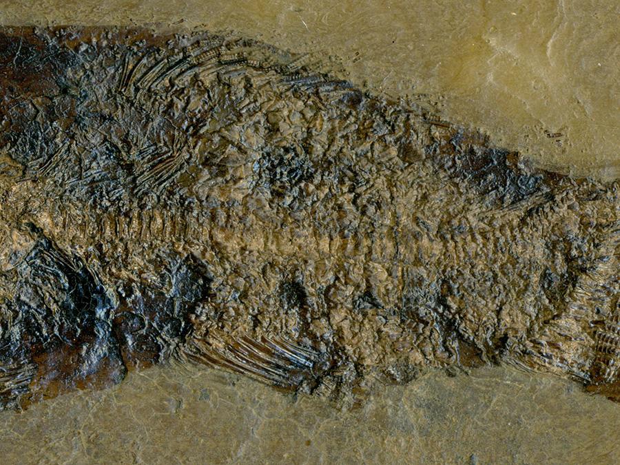 Fossilien aus der Grube Messel