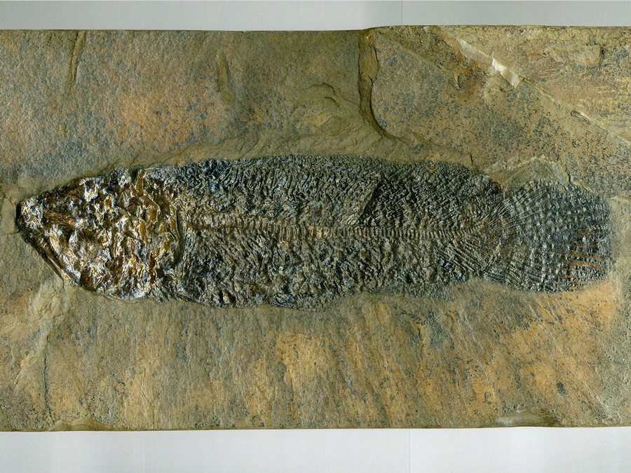 Fossilien aus der Grube Messel