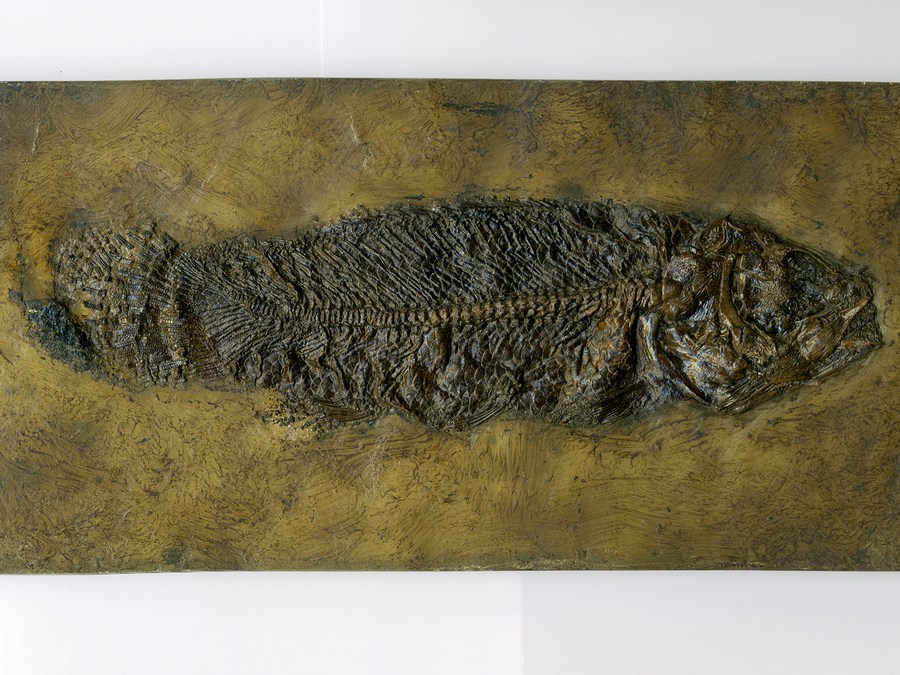 Fossilien aus der Grube Messel
