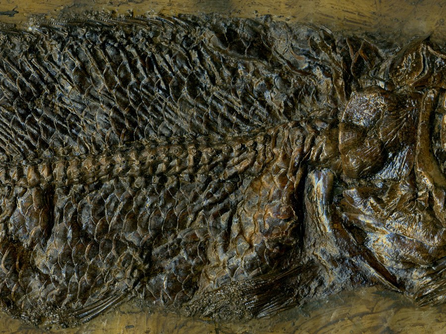 Fossilien aus der Grube Messel