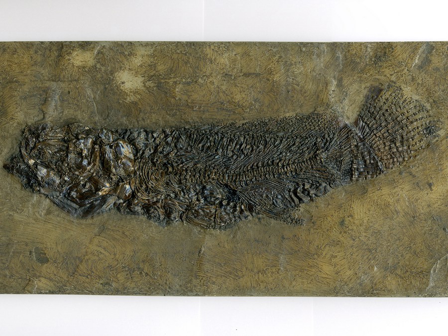 Fossilien aus der Grube Messel