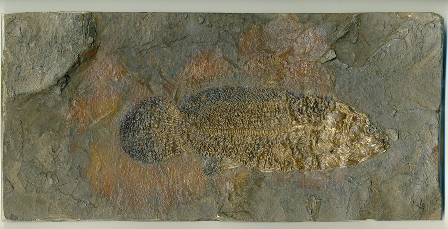 Fossilien aus der Grube Messel