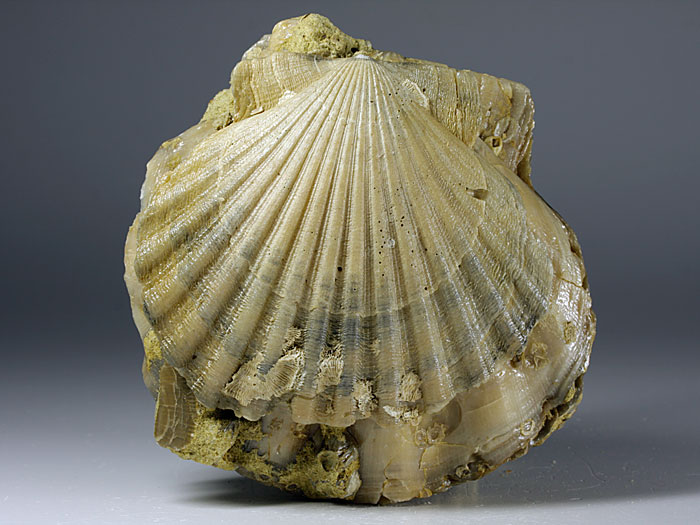 Jakobsmuscheln (Pecten) aus Amerika