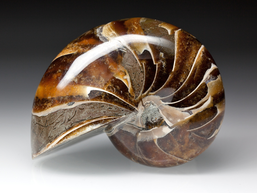 Versteinerter Nautilus aus Madagaskar