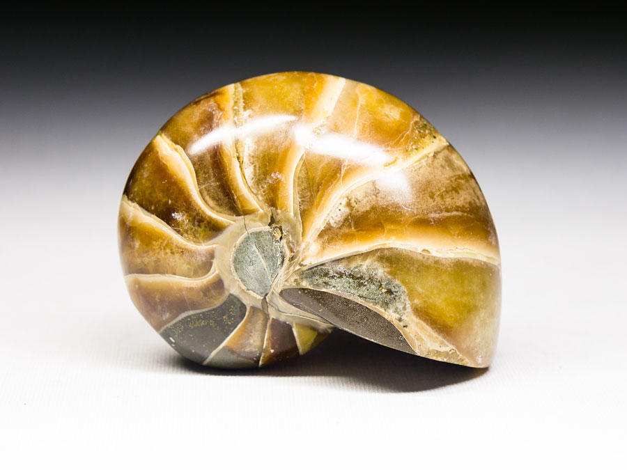 Versteinerter Nautilus aus Madagaskar