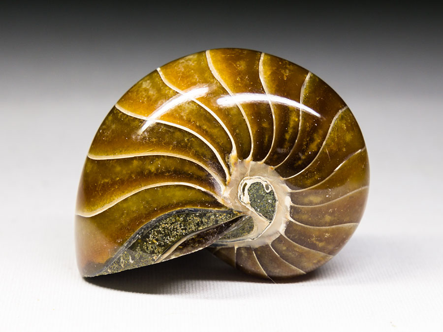 Versteinerter Nautilus aus Madagaskar
