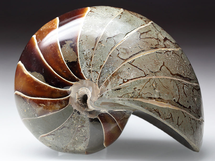 Versteinerter Nautilus aus Madagaskar