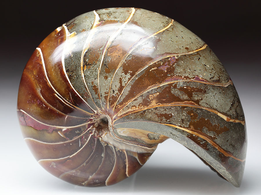 Versteinerter Nautilus aus Madagaskar