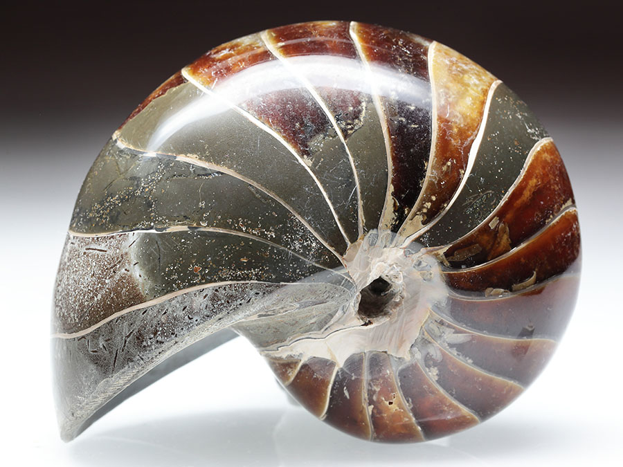 Versteinerter Nautilus aus Madagaskar