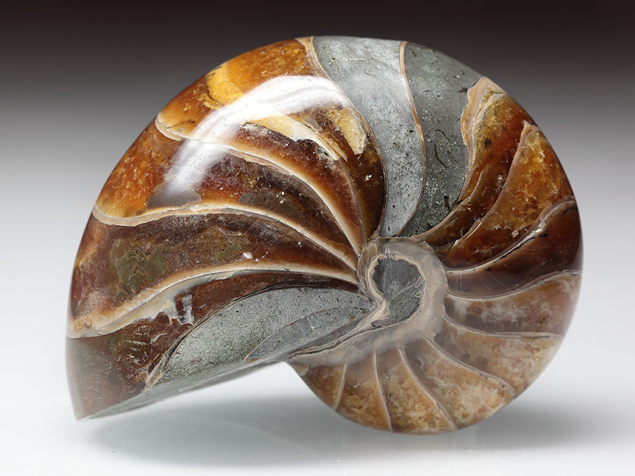 Versteinerter Nautilus aus Madagaskar