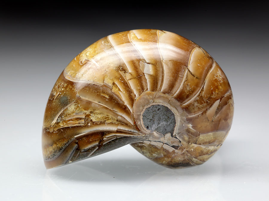 Versteinerter Nautilus aus Madagaskar