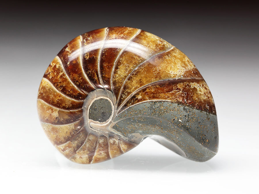 Versteinerter Nautilus aus Madagaskar